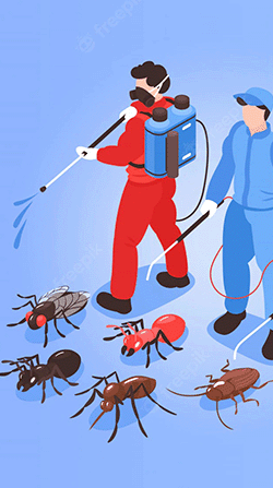 Termite & Deemak Control Services in Lahore | Pest Experts
